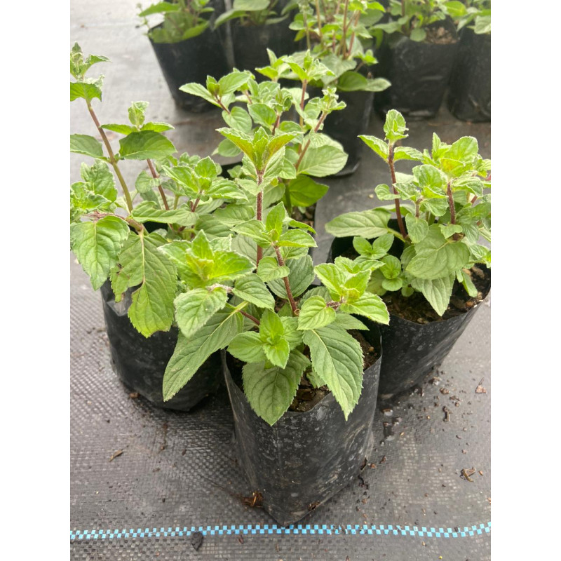 Pack de Menta Negra Bolsa BOL-15 Packs de Plantas 4 Plantas